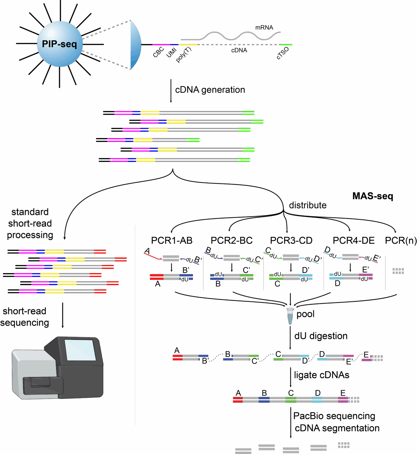 Single-Cell Isoform Sequencing of Fluent Libraries with MAS-seq - Broad ...
