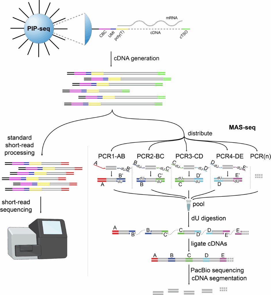 Single-Cell Isoform Sequencing of Fluent Libraries with MAS-seq - Broad ...